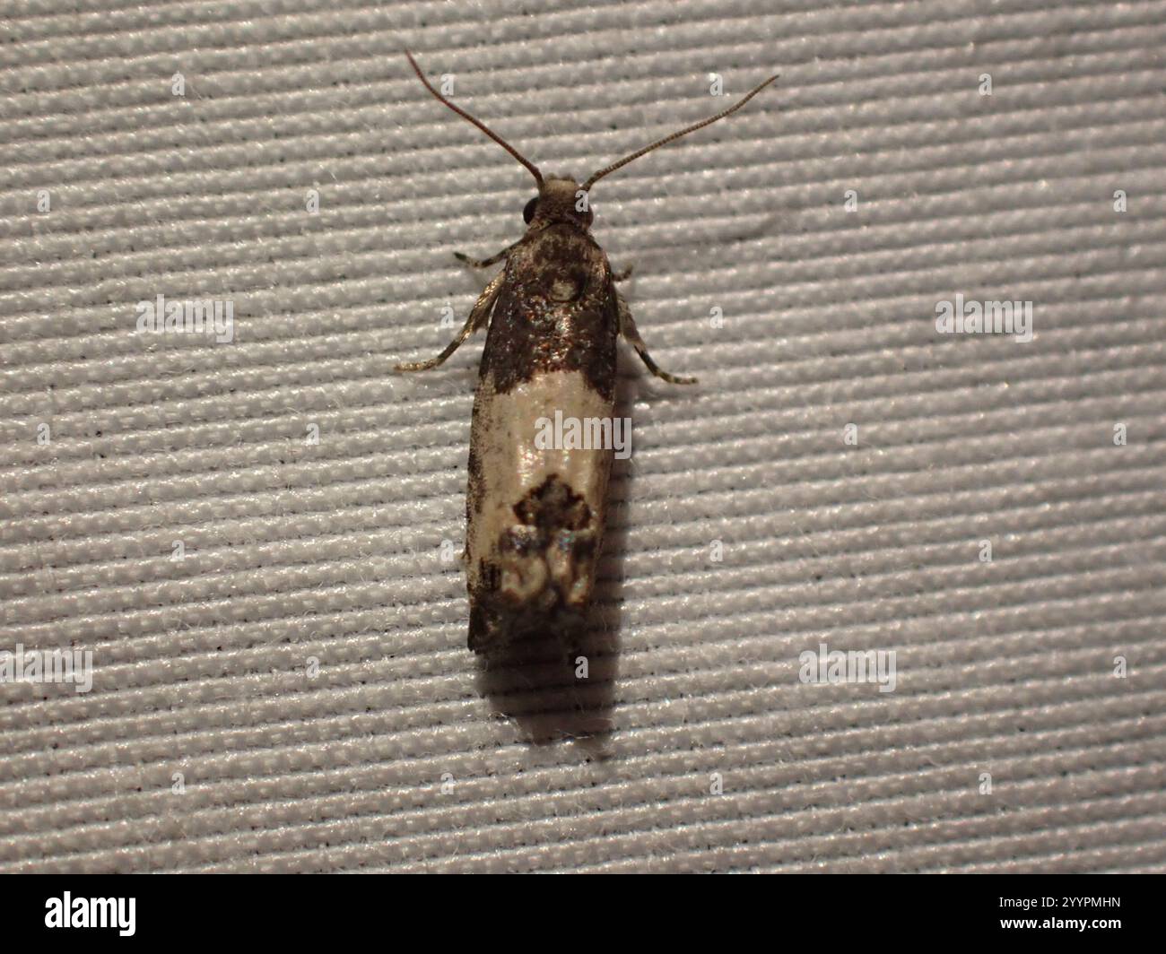 Spilonota hi-res stock photography and images - Alamy