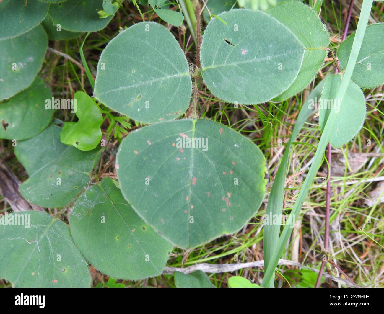 Round-leaved Trailing Tick-trefoil (Desmodium rotundifolium Stock Photo ...