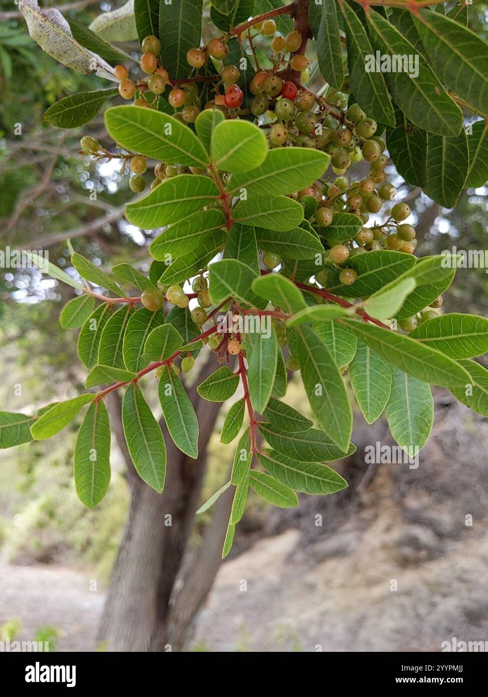Brazilian pepper (Schinus terebinthifolia Stock Photo - Alamy
