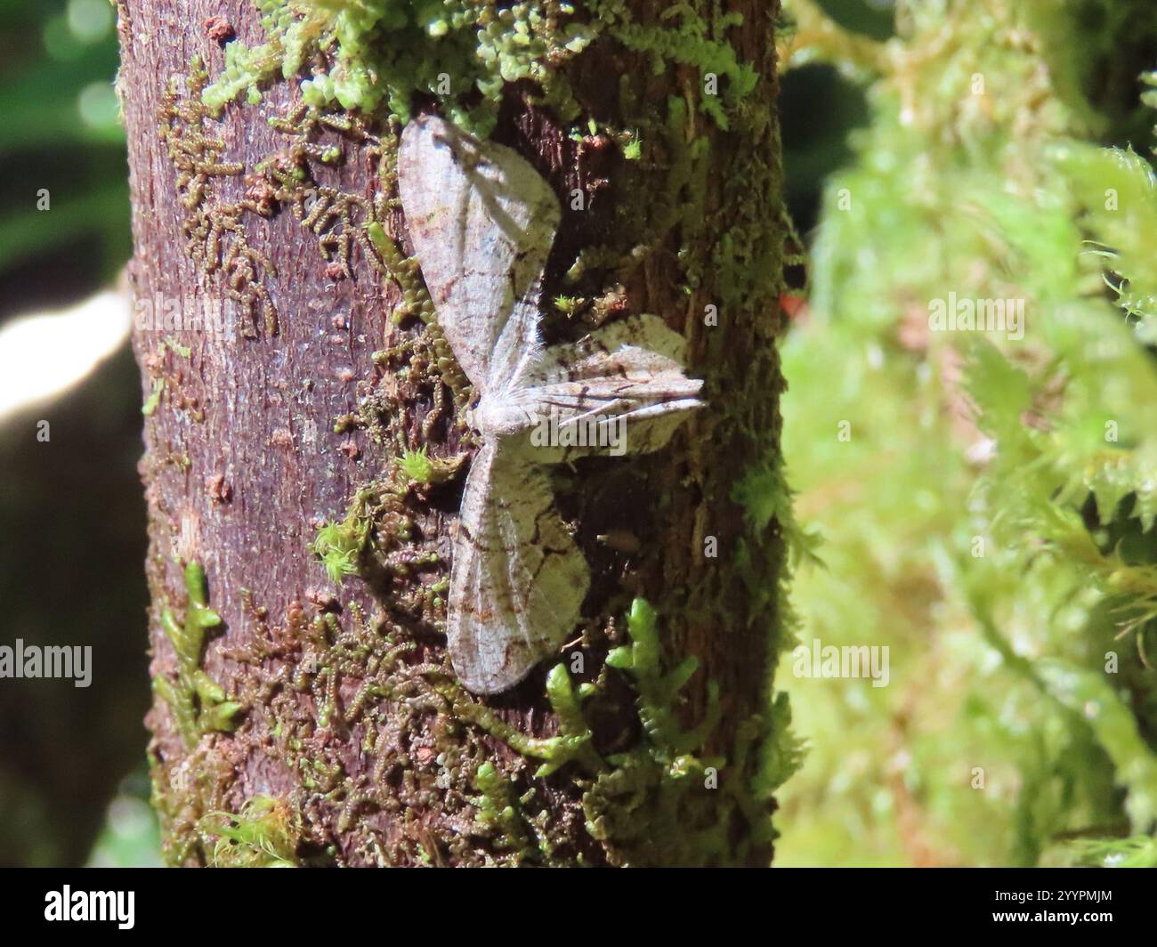 Callizzia amorata hi-res stock photography and images - Alamy