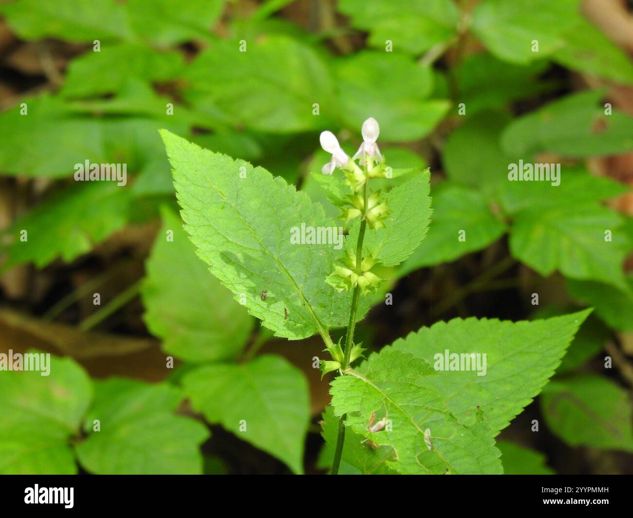 smooth hedgenettle (Stachys tenuifolia Stock Photo - Alamy