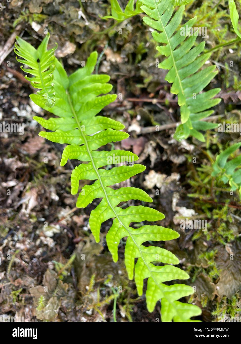 common polypody (Polypodium vulgare Stock Photo - Alamy