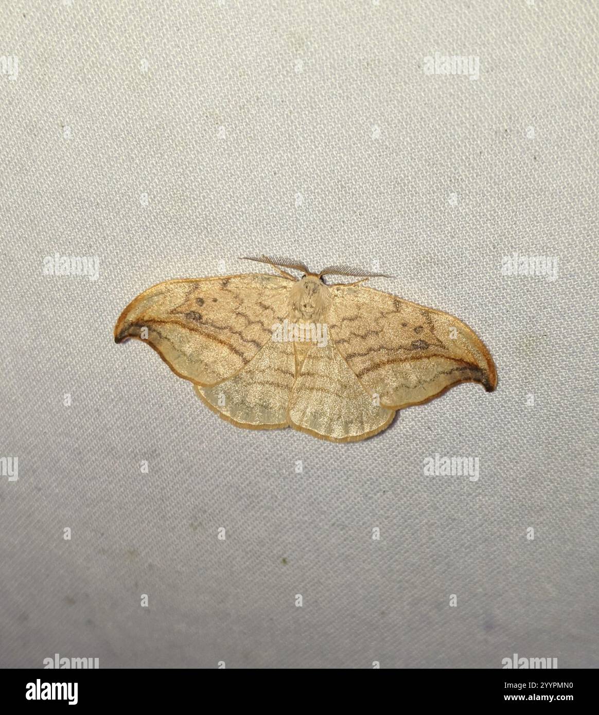 Arched Hooktip Moth (Drepana arcuata Stock Photo - Alamy