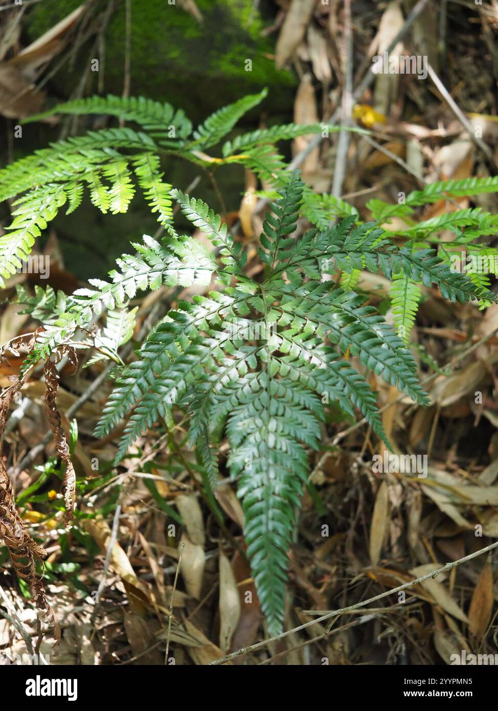 Prickly Shield fern (Arachniodes aristata Stock Photo - Alamy