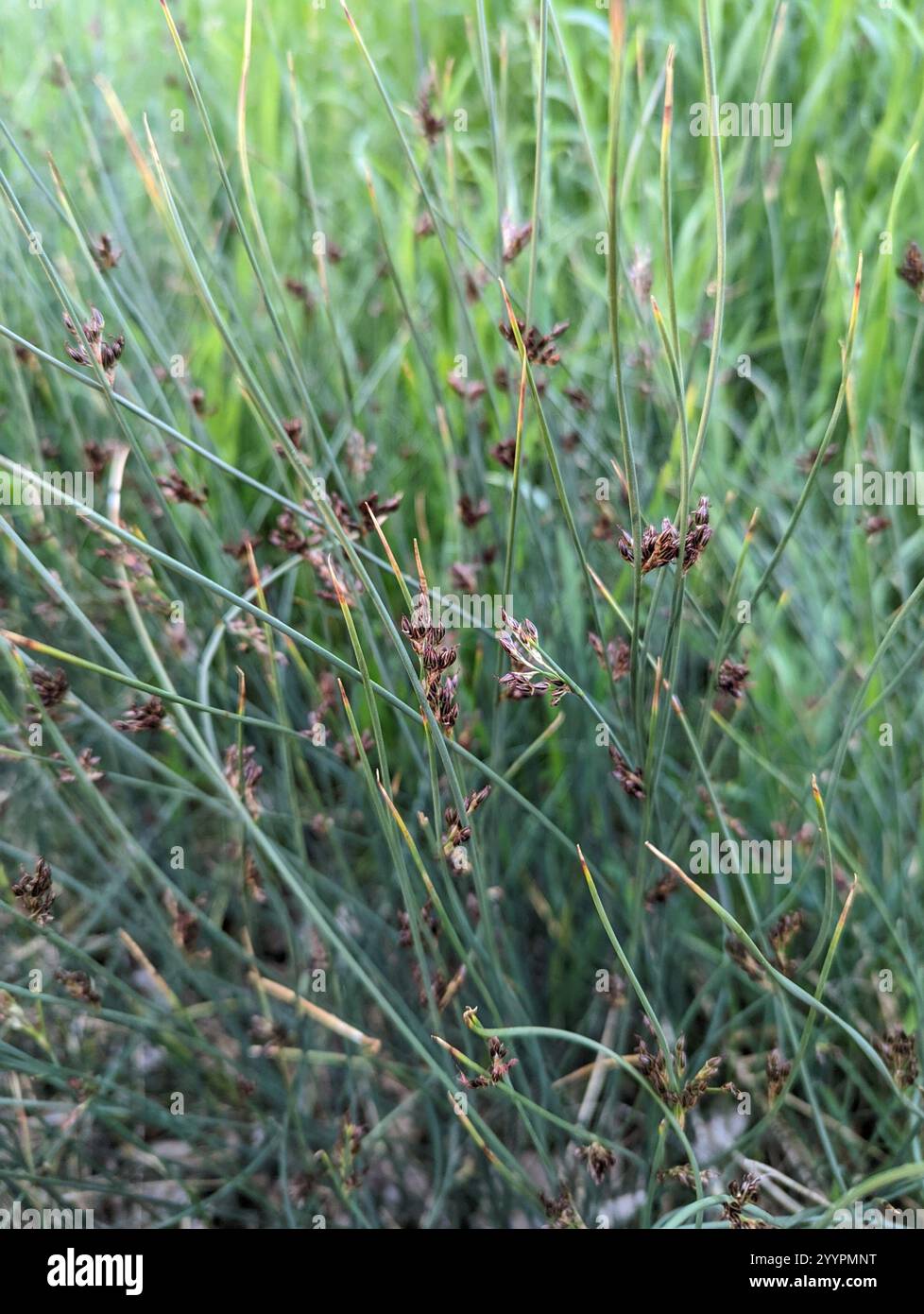 Baltic Rush (Juncus balticus Stock Photo - Alamy