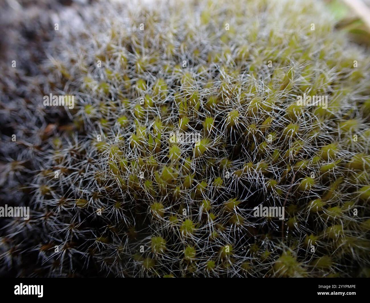 Heath Star-moss (Campylopus introflexus Stock Photo - Alamy