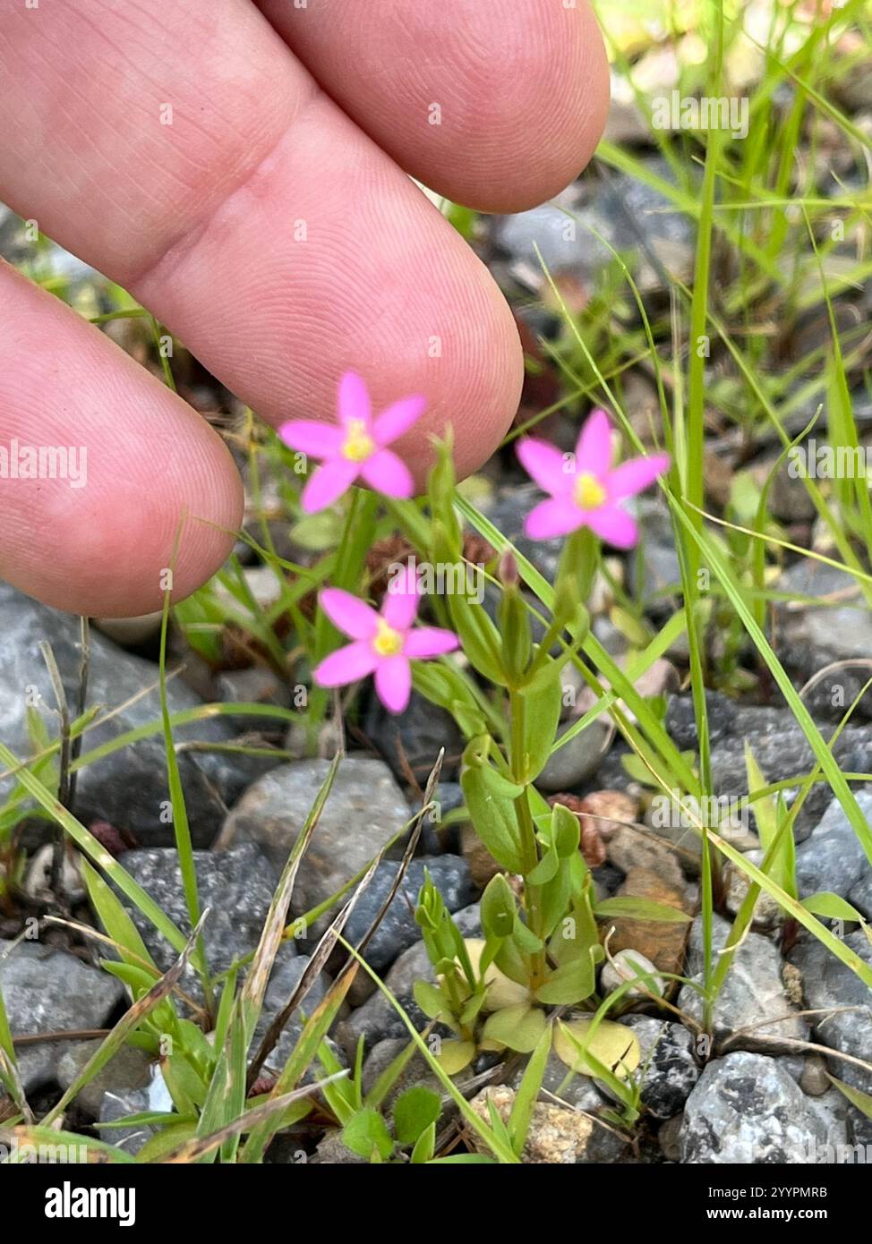 Lesser Centaury (Centaurium pulchellum Stock Photo - Alamy