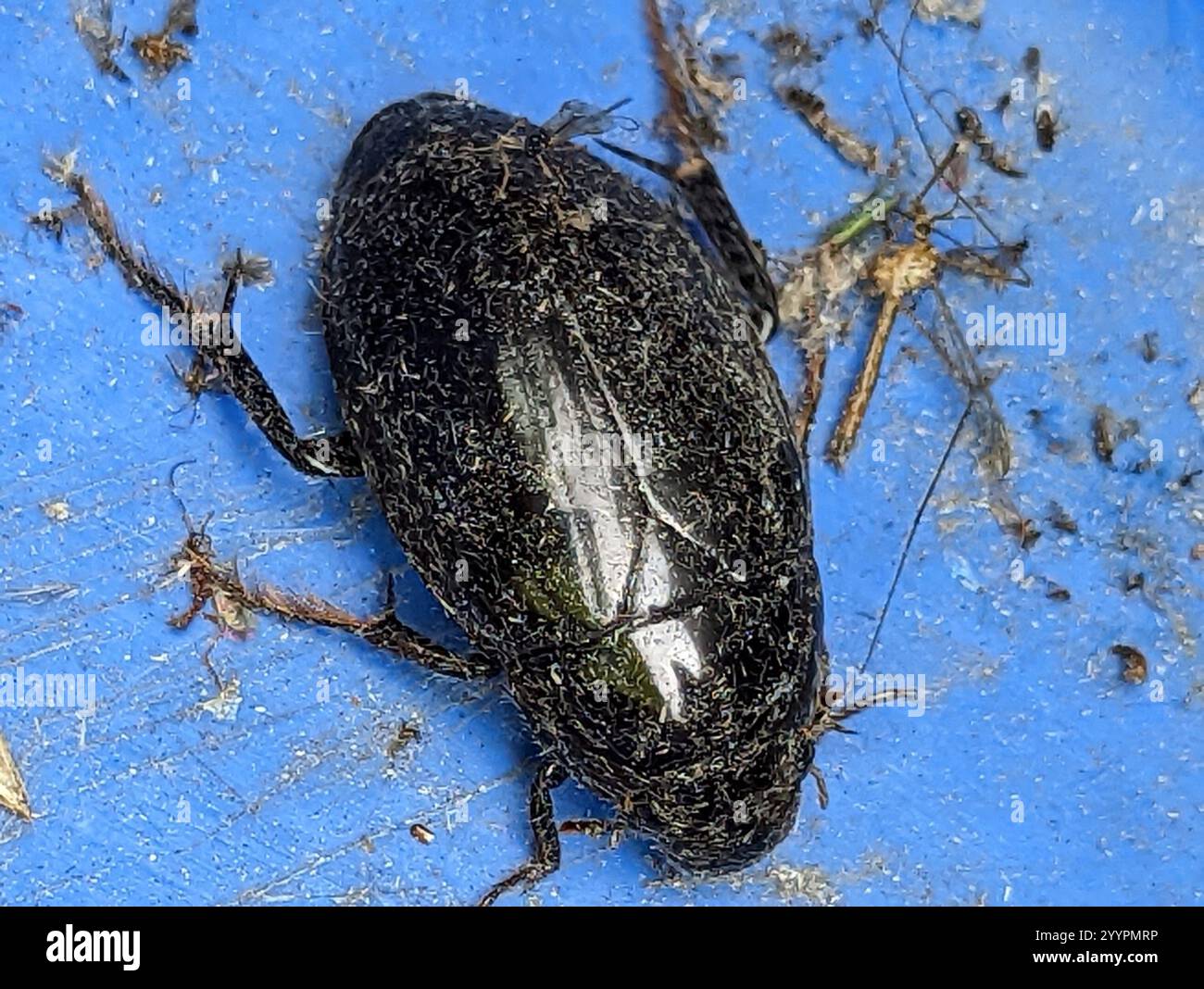 Great Silver Water Beetle (Hydrophilus piceus Stock Photo - Alamy