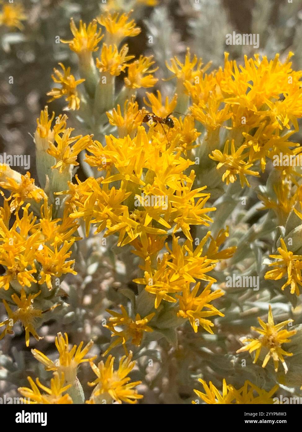 Spineless Horsebrush (Tetradymia canescens Stock Photo - Alamy