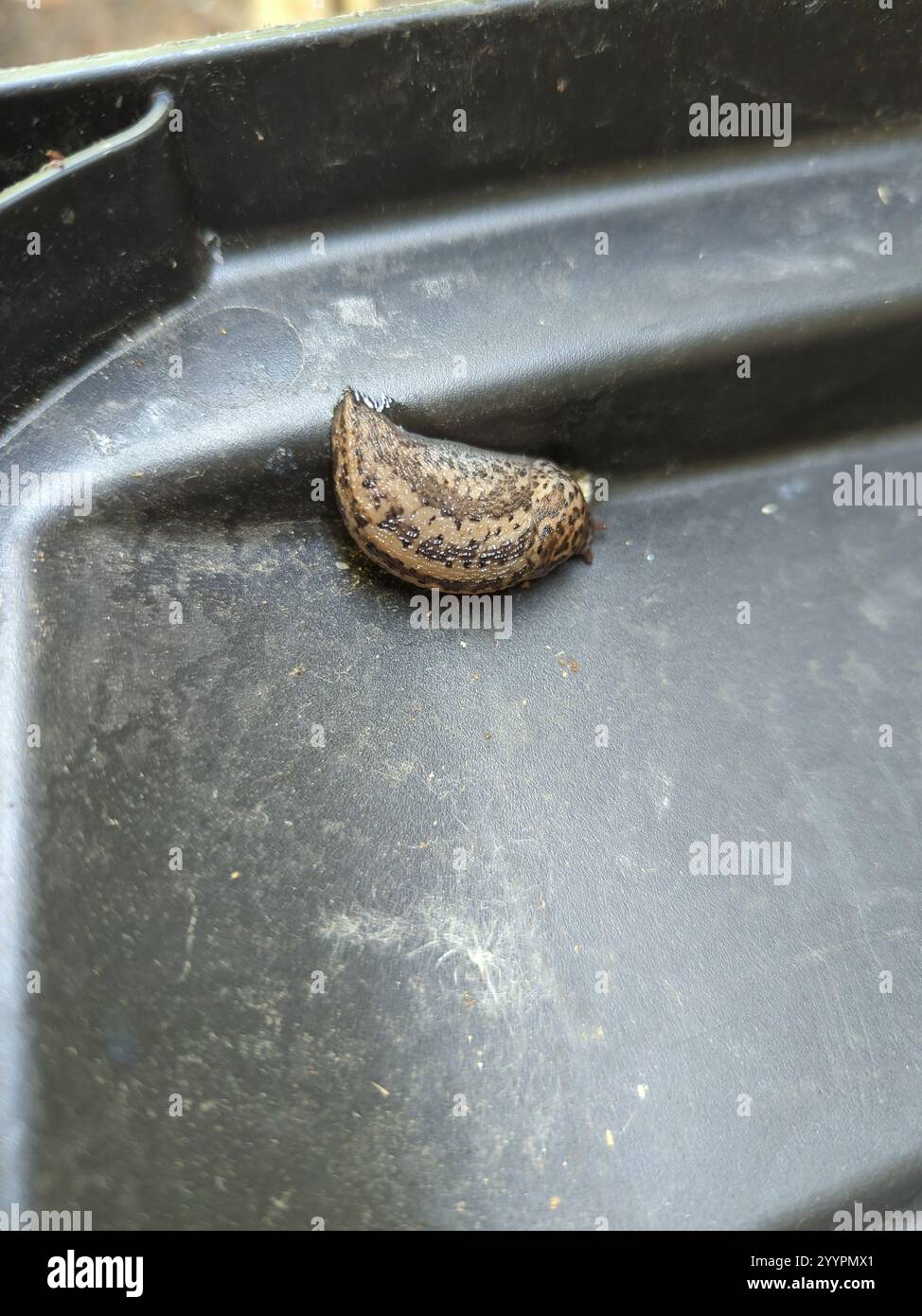 Leopard Slug (Limax maximus Stock Photo - Alamy