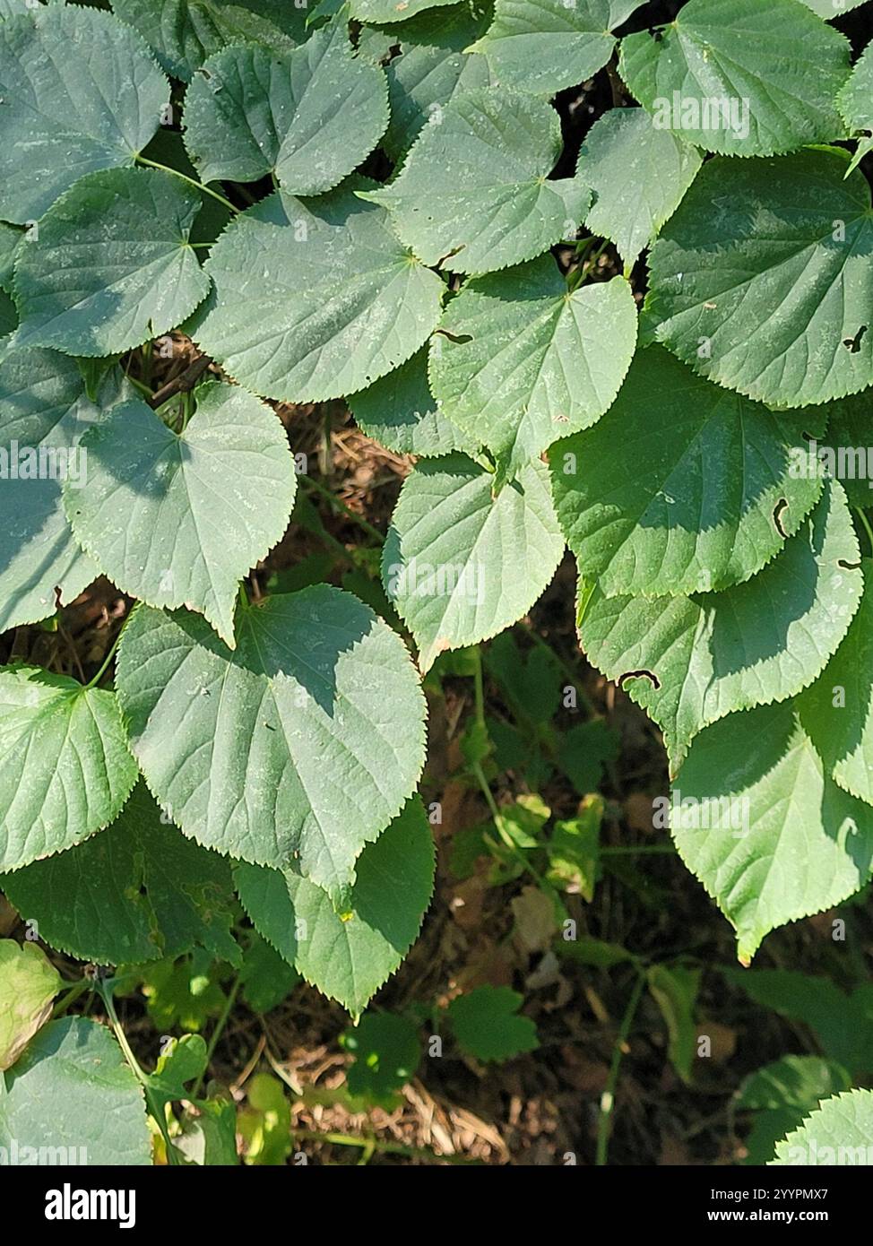 Small-leaved Lime (Tilia cordata Stock Photo - Alamy