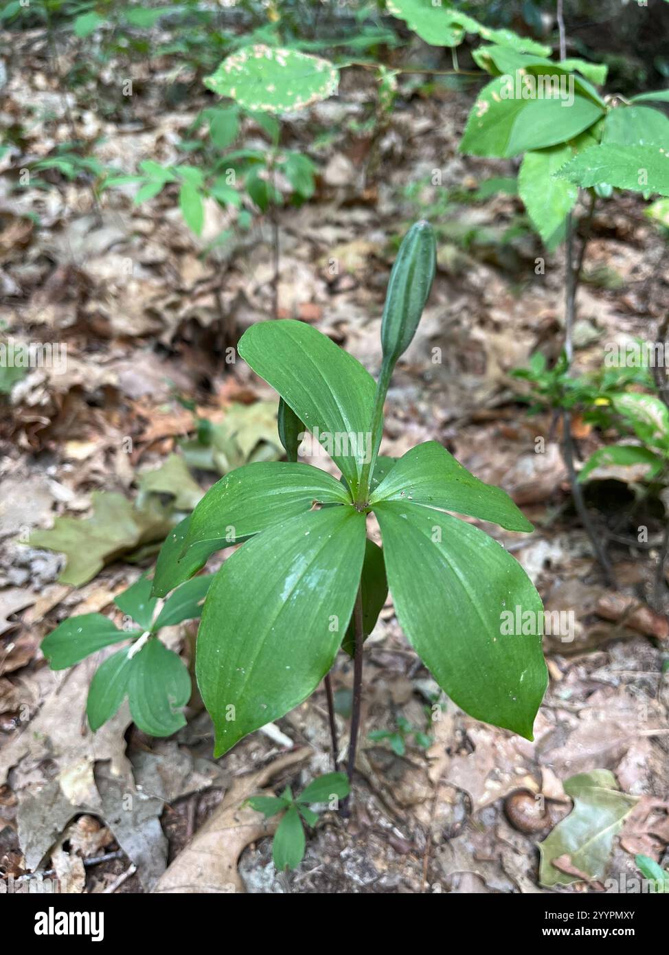 Large Whorled Pogonia (Isotria verticillata Stock Photo - Alamy