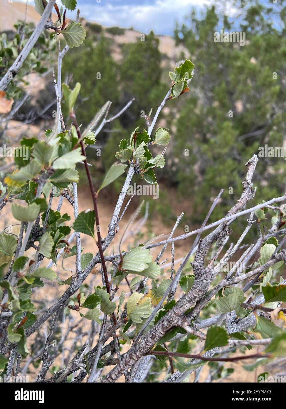 mountain mahoganies (Cercocarpus Stock Photo - Alamy