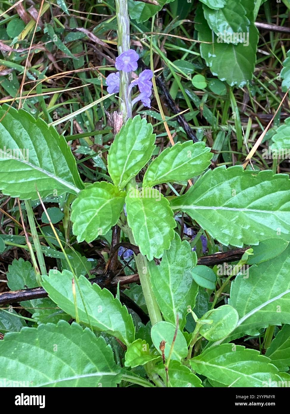 Stachytarpheta jamaicensis hi-res stock photography and images - Alamy