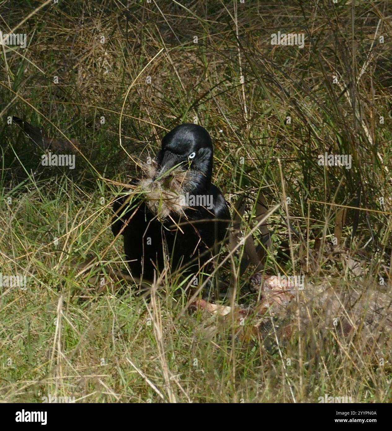 Australian Raven (Corvus coronoides Stock Photo - Alamy