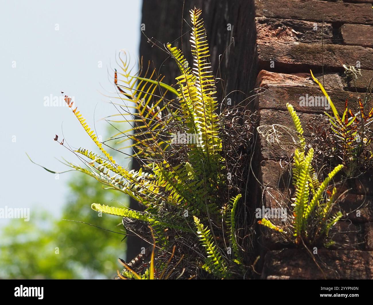 Fishbone Fern (Nephrolepis cordifolia Stock Photo - Alamy