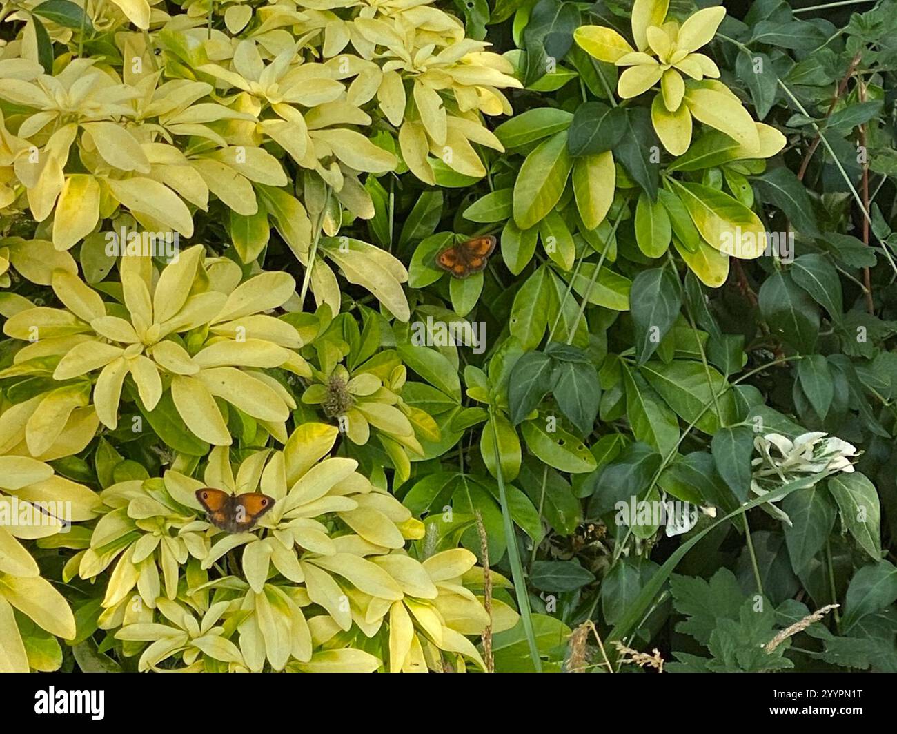Gatekeeper (Pyronia tithonus Stock Photo - Alamy