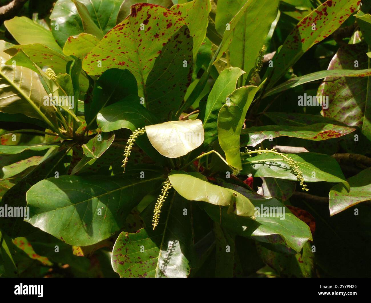 Sea Almond (Terminalia catappa Stock Photo - Alamy