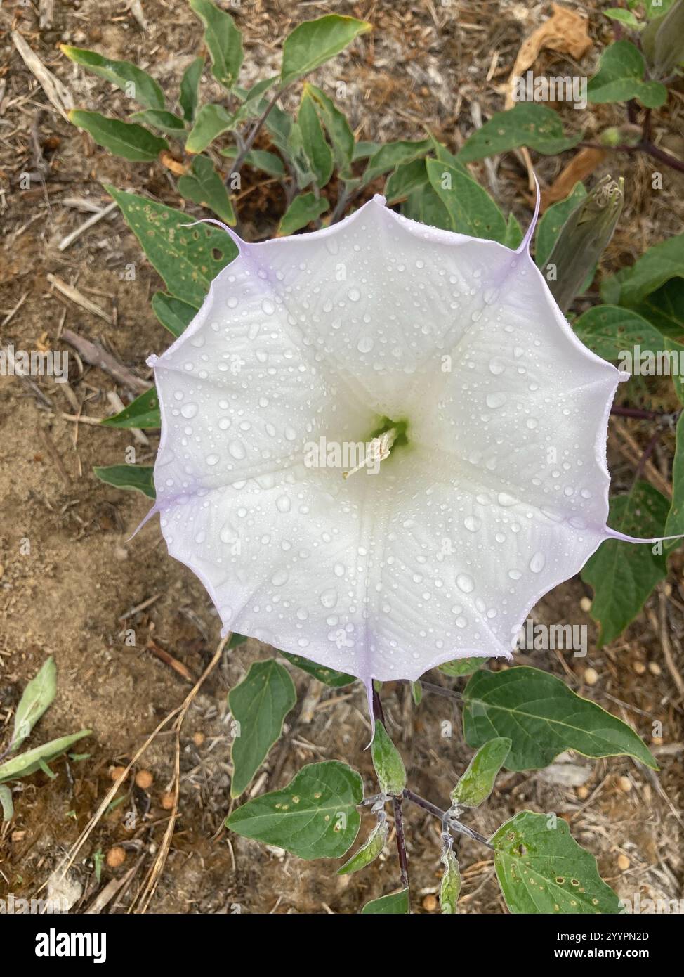 Sacred Datura (Datura wrightii Stock Photo - Alamy