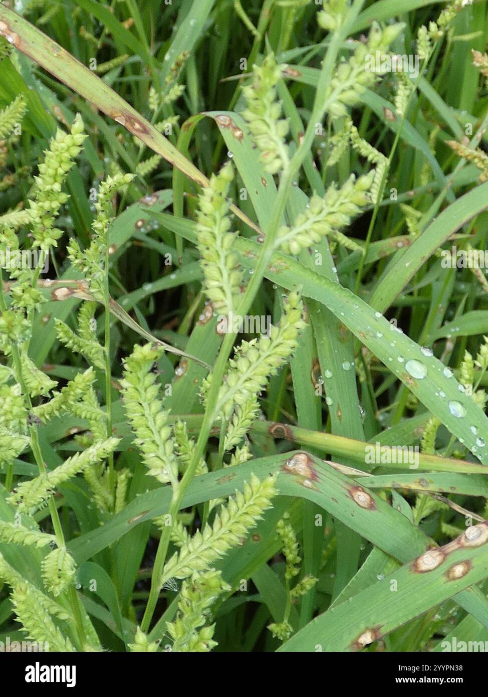 Jungle Rice (Echinochloa colonum Stock Photo - Alamy
