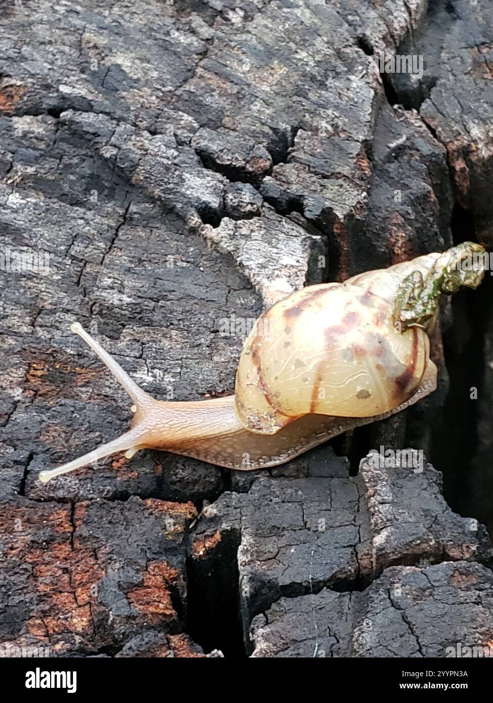 African Giant Snail (Lissachatina fulica Stock Photo - Alamy