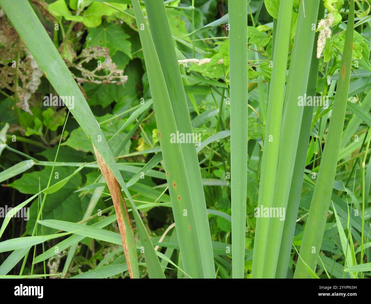 narrow-leaved cattail (Typha angustifolia Stock Photo - Alamy