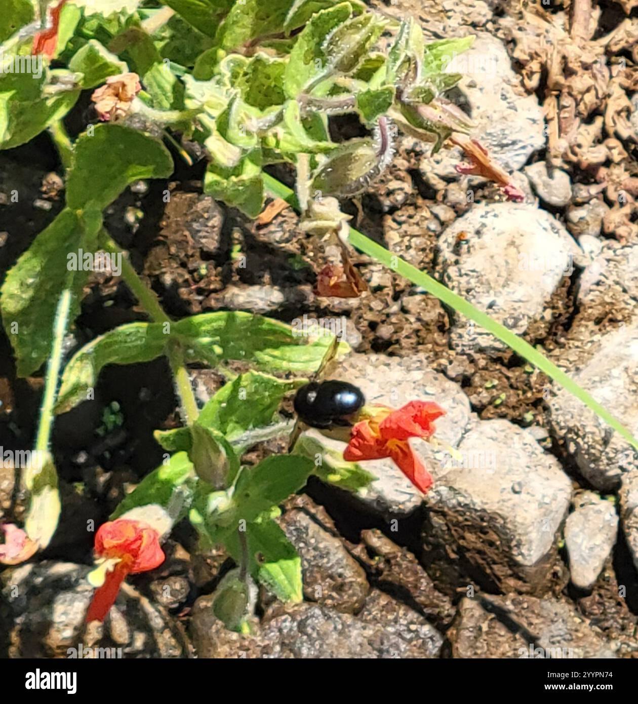 scarlet monkeyflower (Erythranthe cardinalis Stock Photo - Alamy