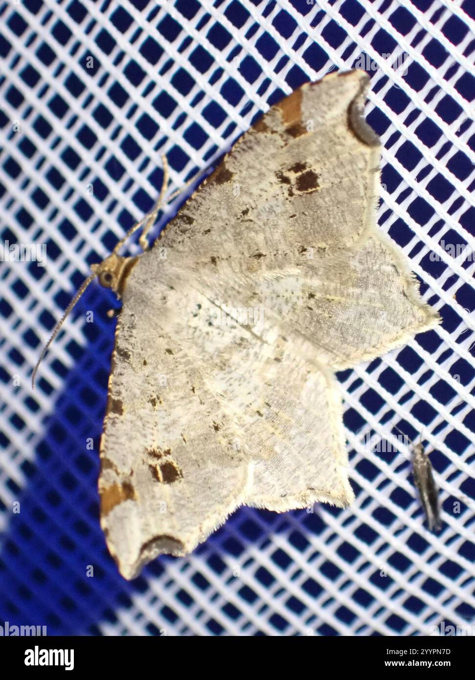 Sharp-angled Peacock Moth (Macaria alternata Stock Photo - Alamy