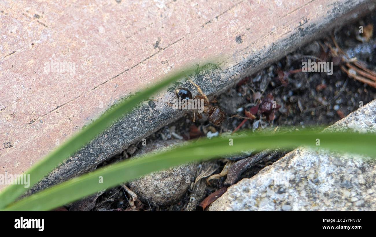 Messor structor hi-res stock photography and images - Alamy