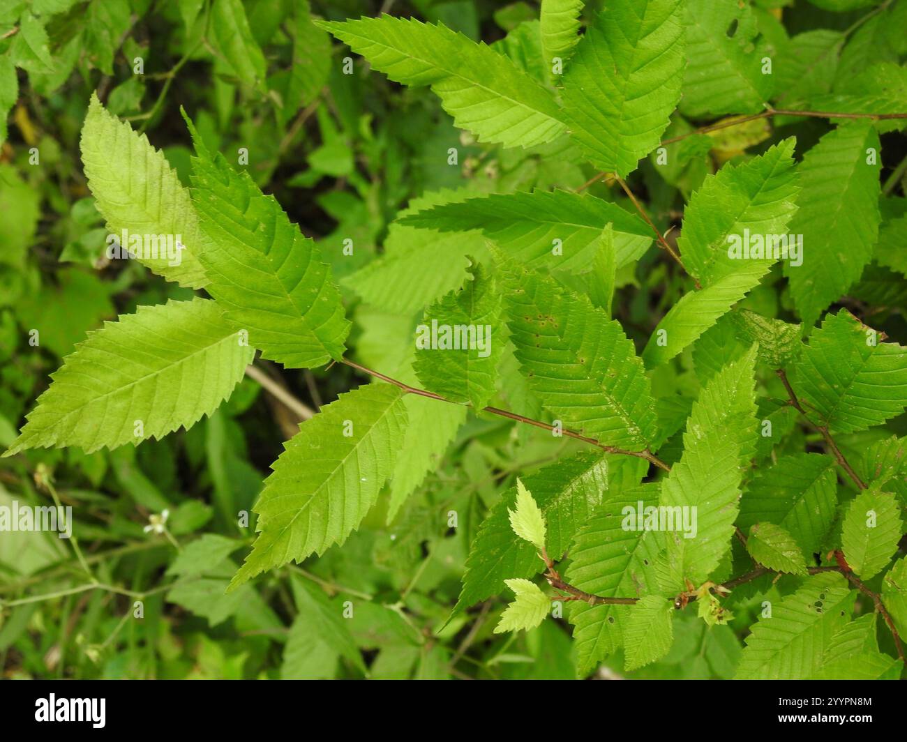 Siberian elm (Ulmus pumila Stock Photo - Alamy