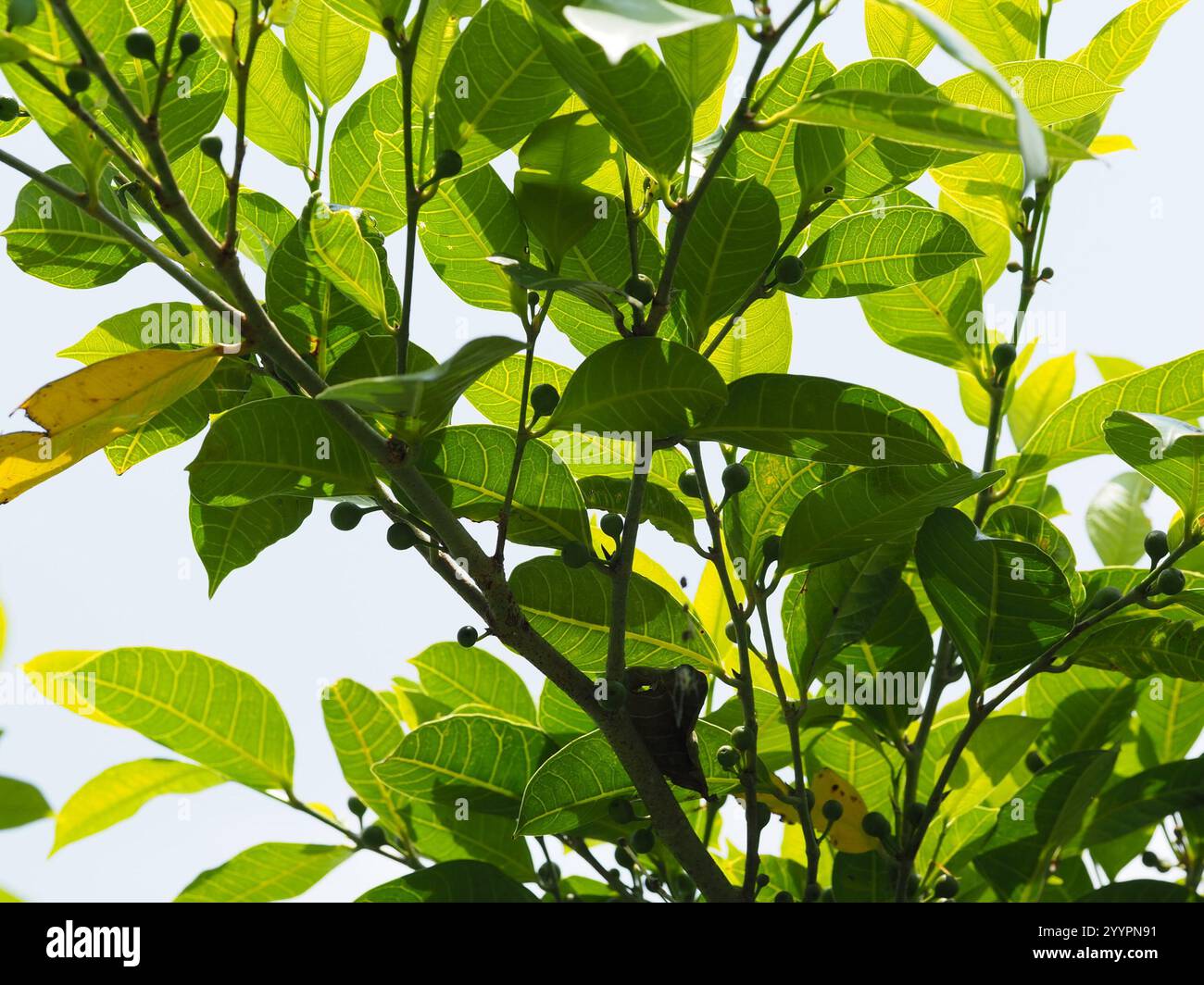 figwood (Ficus virgata Stock Photo - Alamy