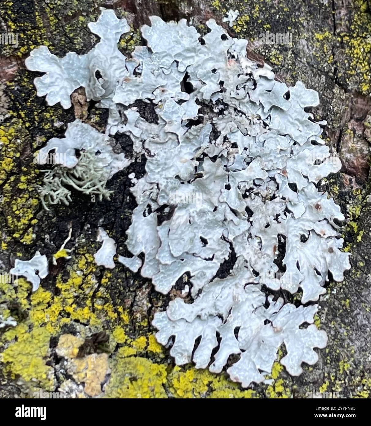 shield lichen (Parmelia sulcata Stock Photo - Alamy