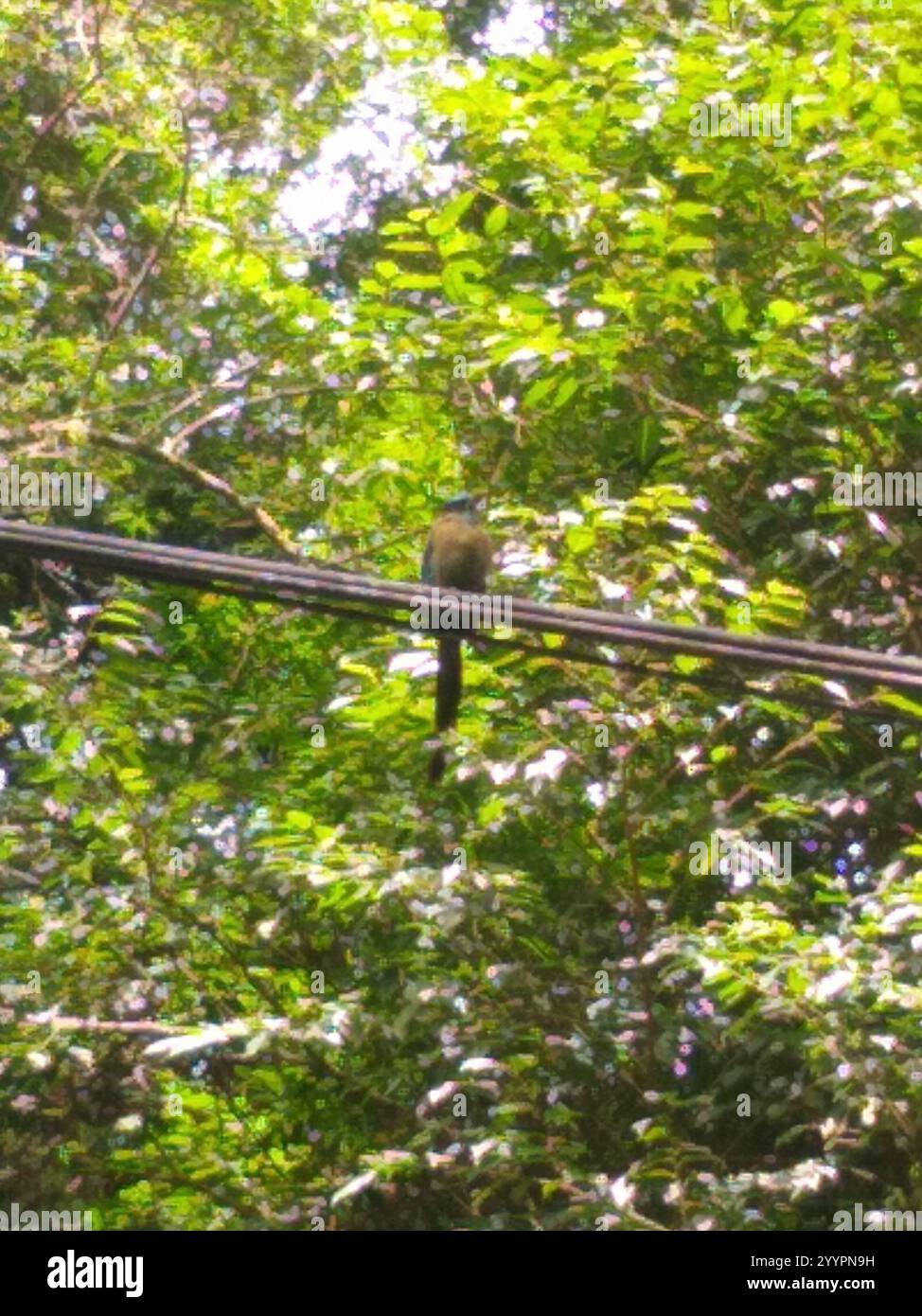 Lesson's Motmot (Momotus lessonii Stock Photo - Alamy