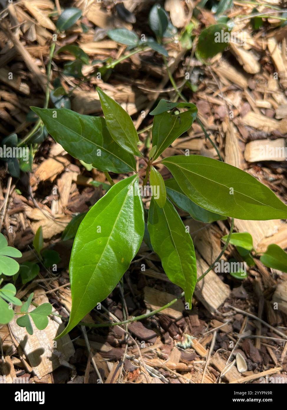 Camphor (Camphora officinarum Stock Photo - Alamy