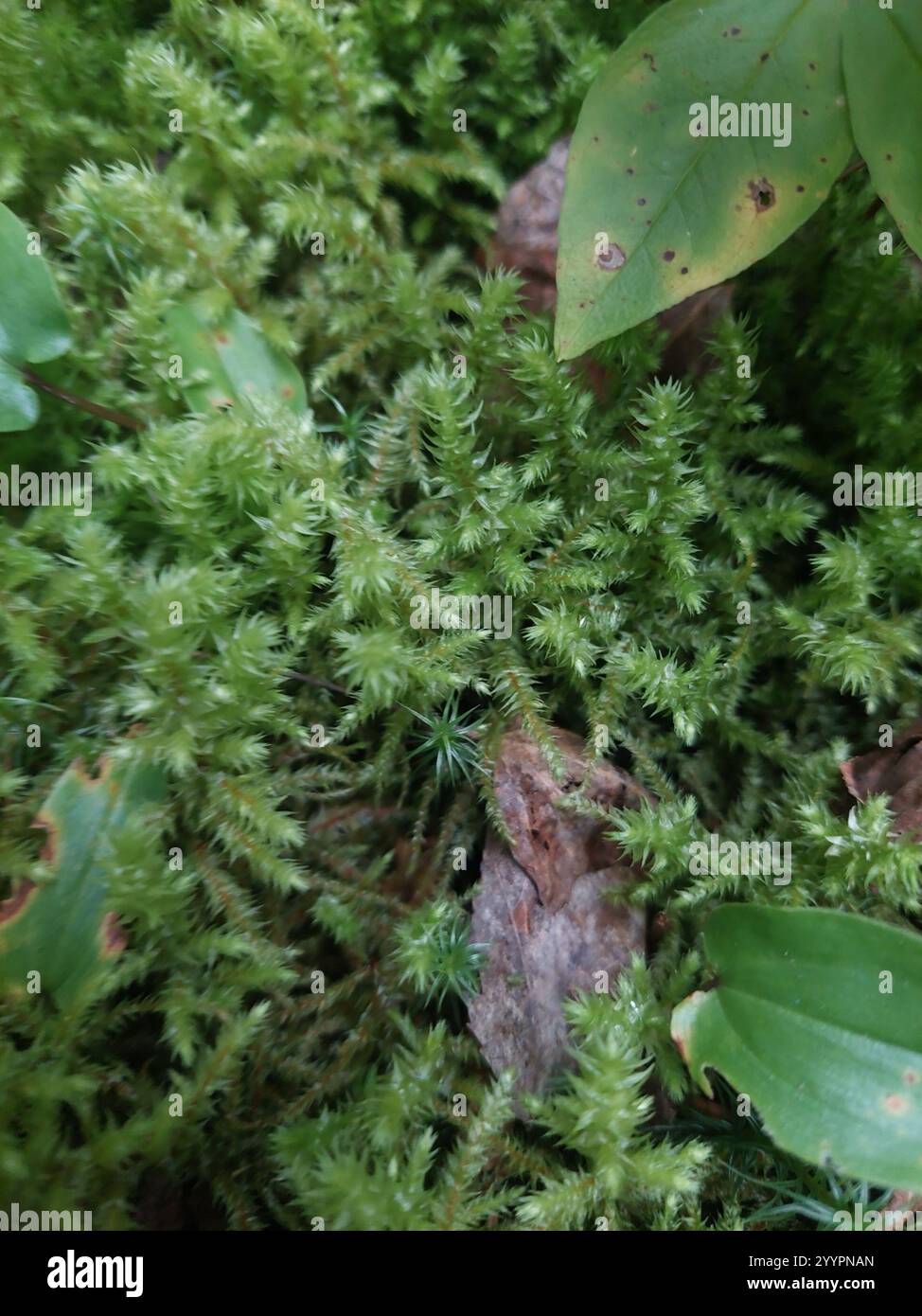 rough goose neck moss (Hylocomiadelphus triquetrus Stock Photo - Alamy
