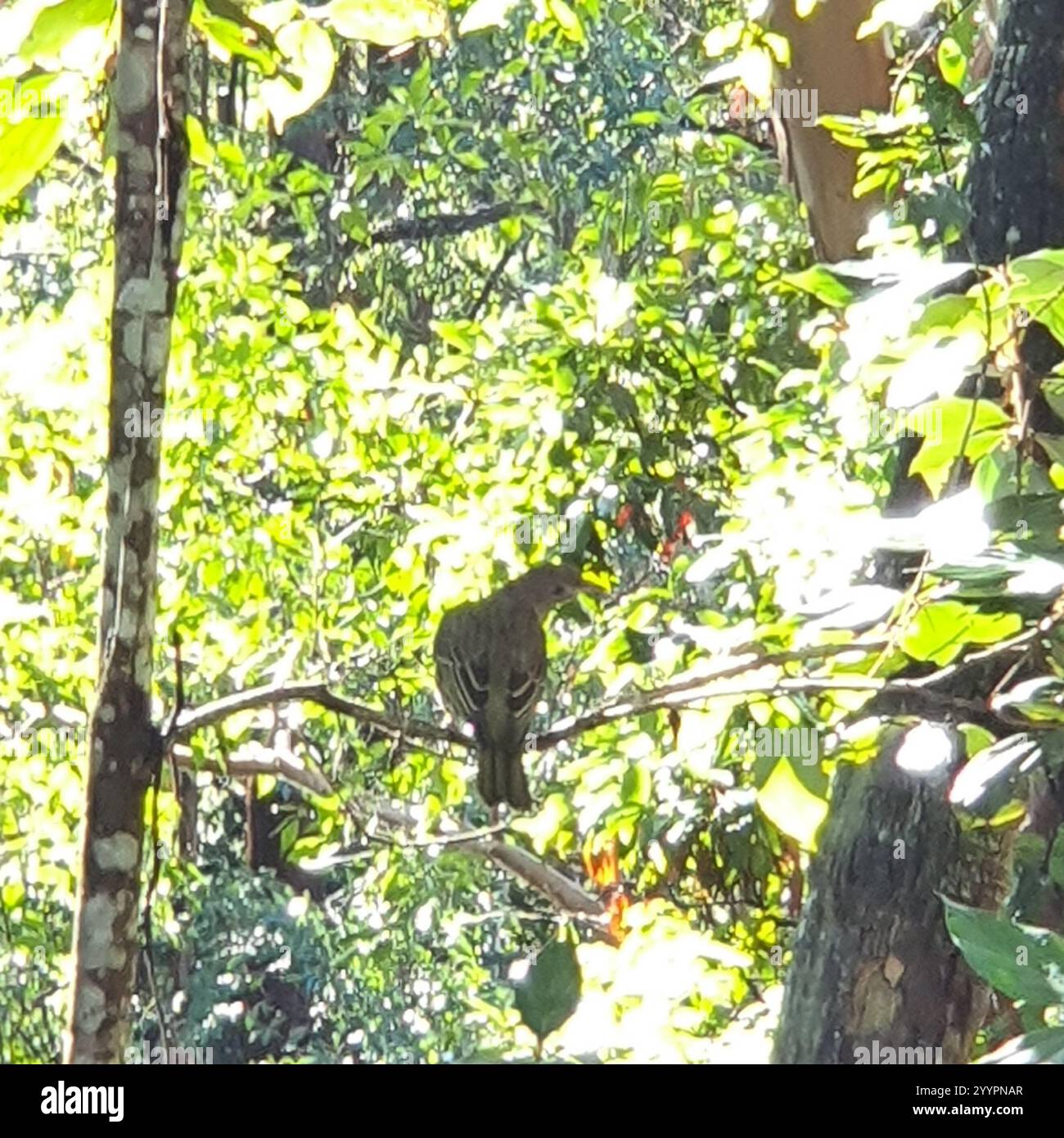 Australasian Figbird (Sphecotheres vieilloti Stock Photo - Alamy