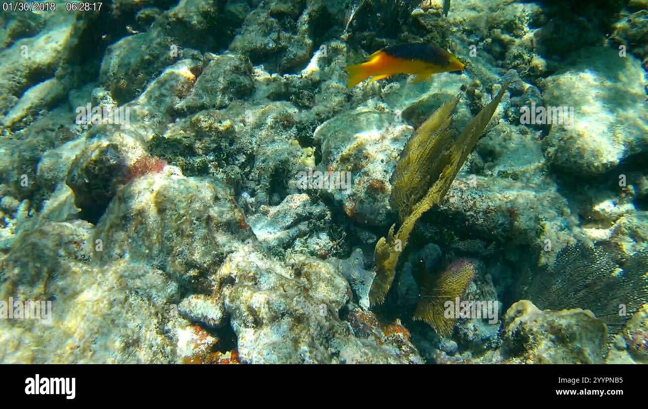 Spanish Hogfish (Bodianus rufus Stock Photo - Alamy