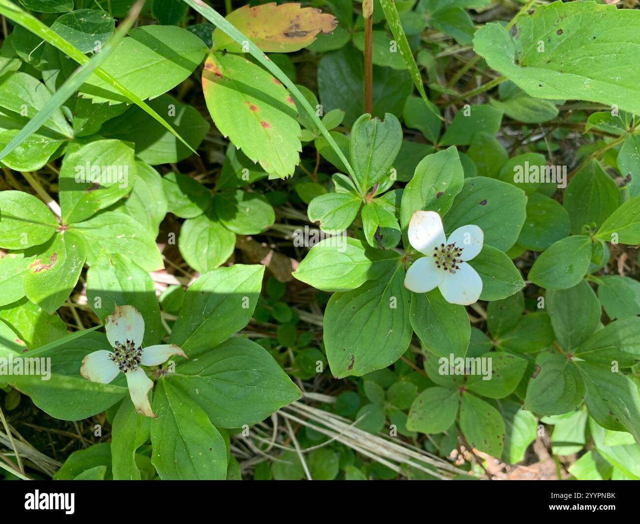 Canadian bunchberry (Cornus canadensis Stock Photo - Alamy