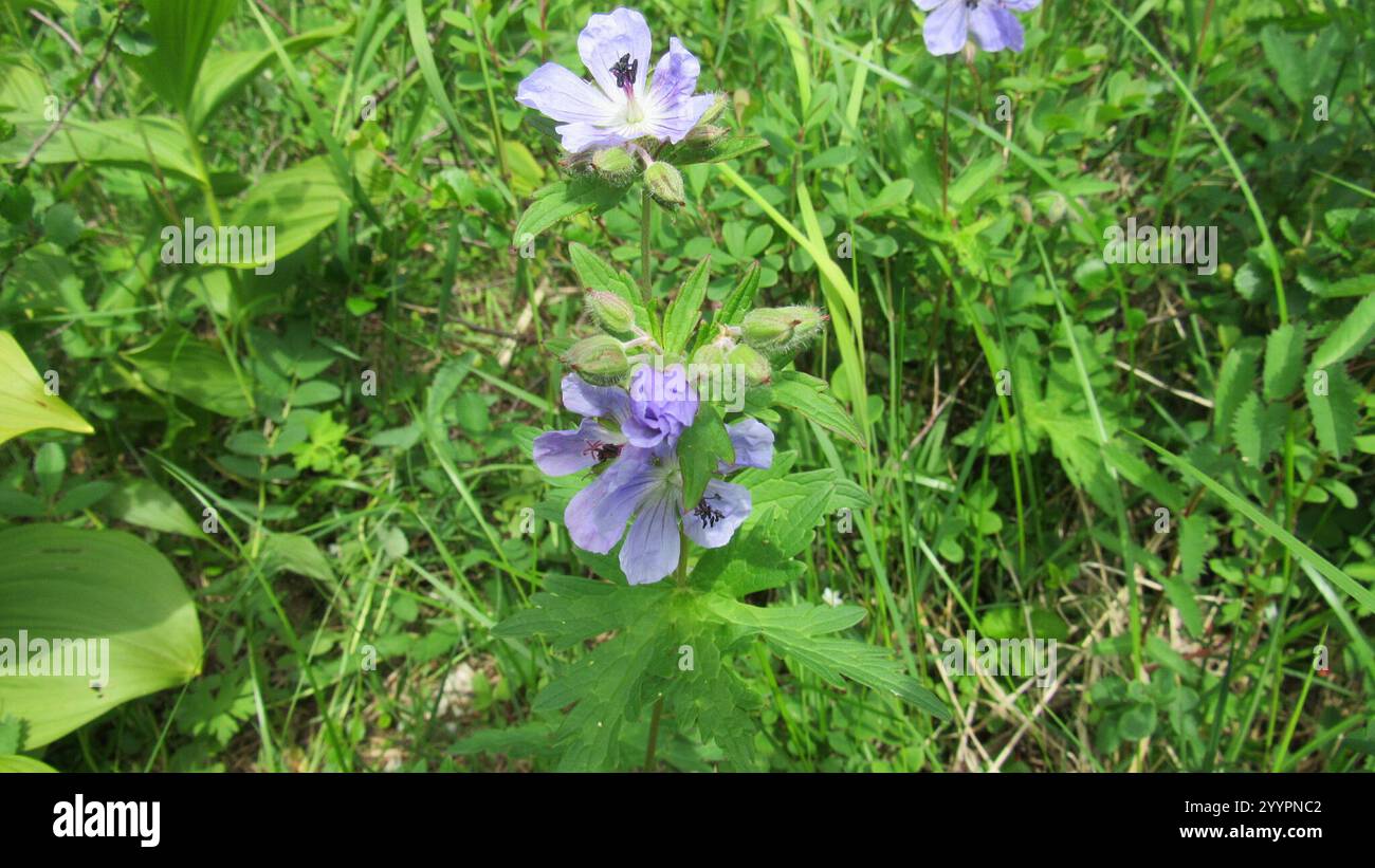 Geranium erianthum cranesbill hi-res stock photography and images - Alamy