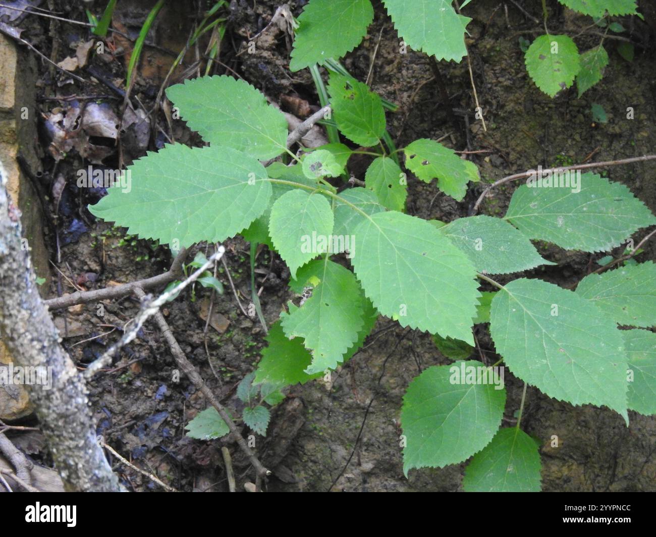 wild hydrangea (Hydrangea arborescens Stock Photo - Alamy