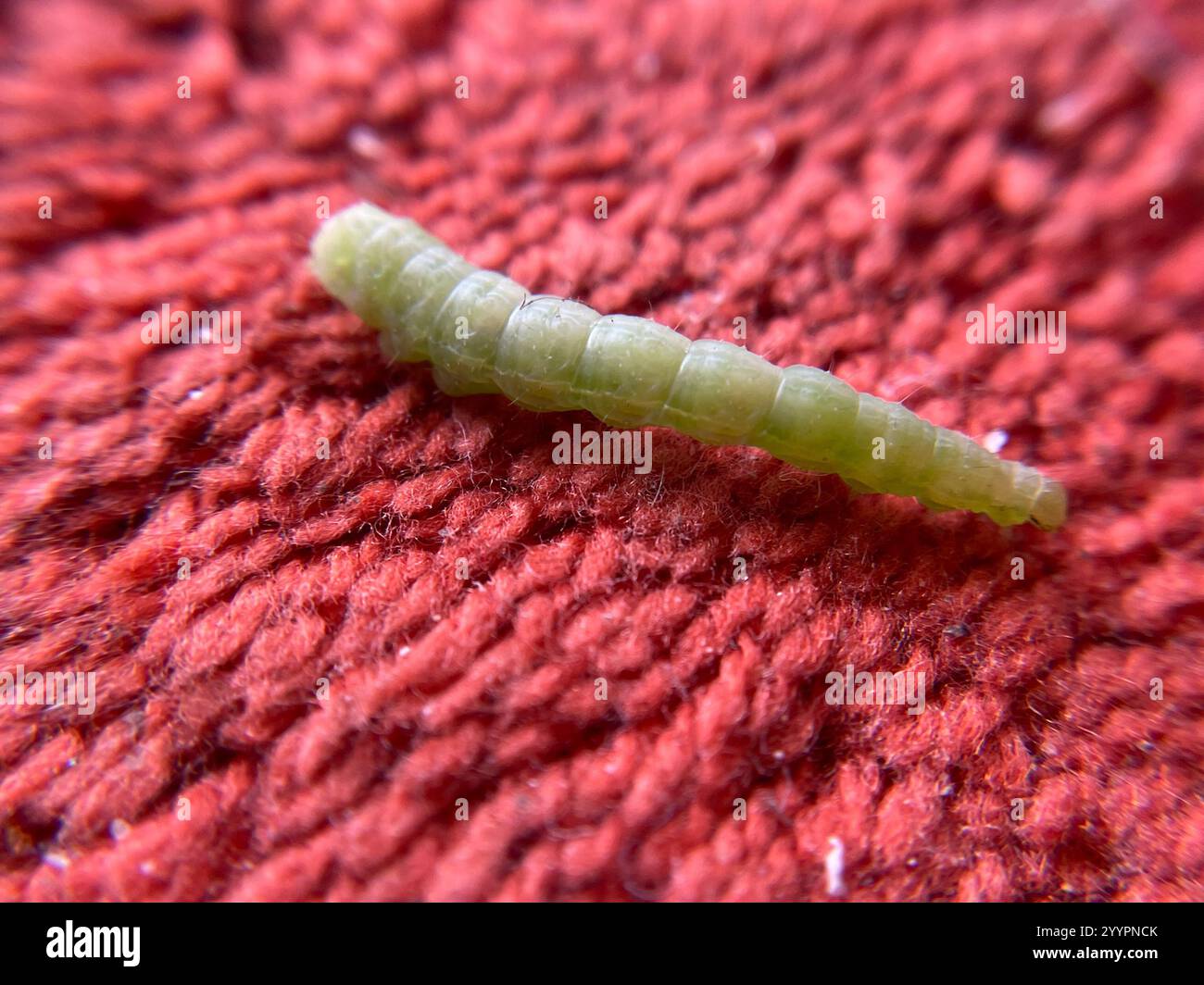 Plusiine Looper Moths (Plusiinae Stock Photo - Alamy