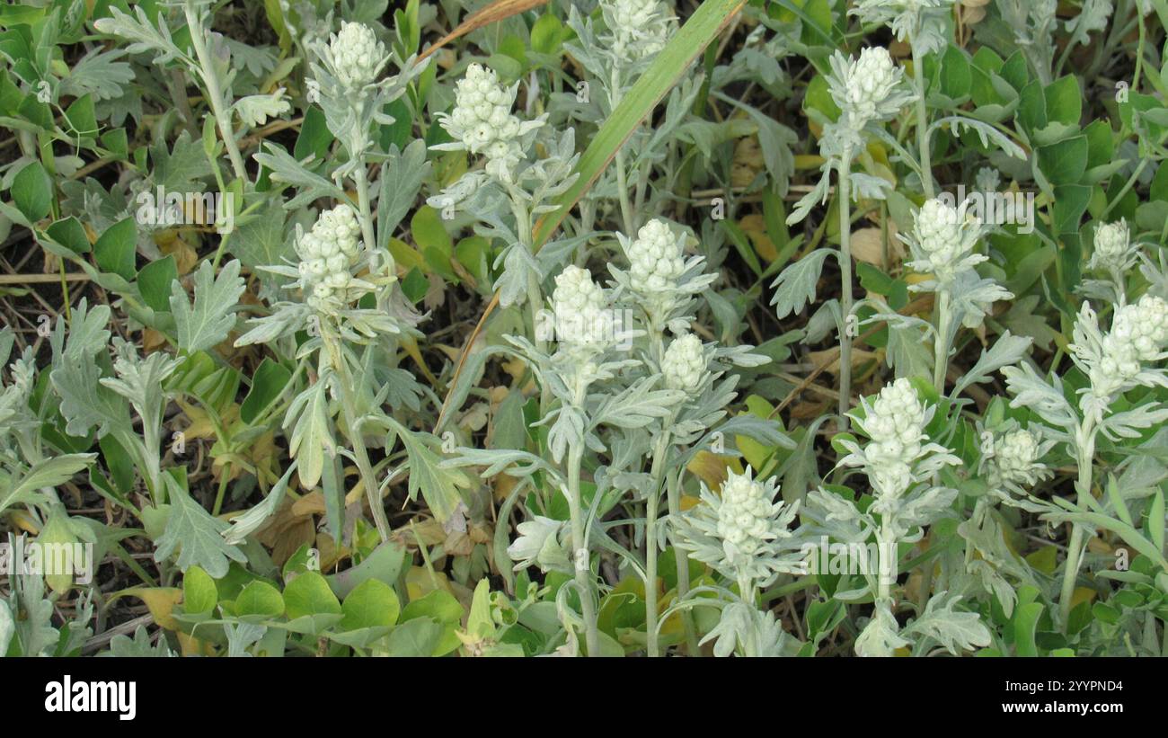 Artemisia stelleriana hi-res stock photography and images - Alamy