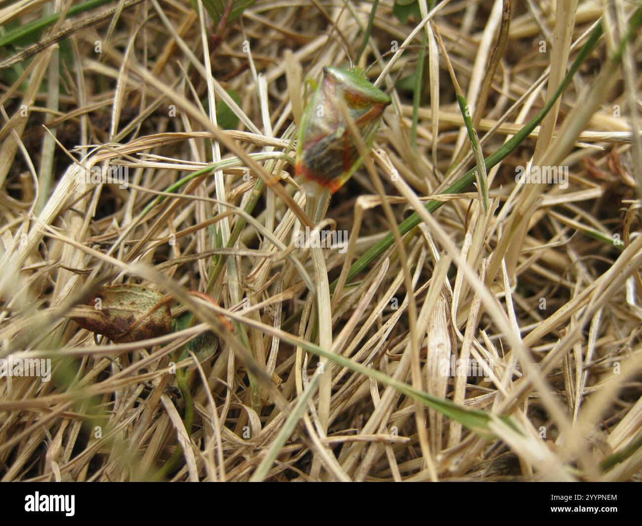 Birch Shield Bug (Elasmostethus interstinctus Stock Photo - Alamy