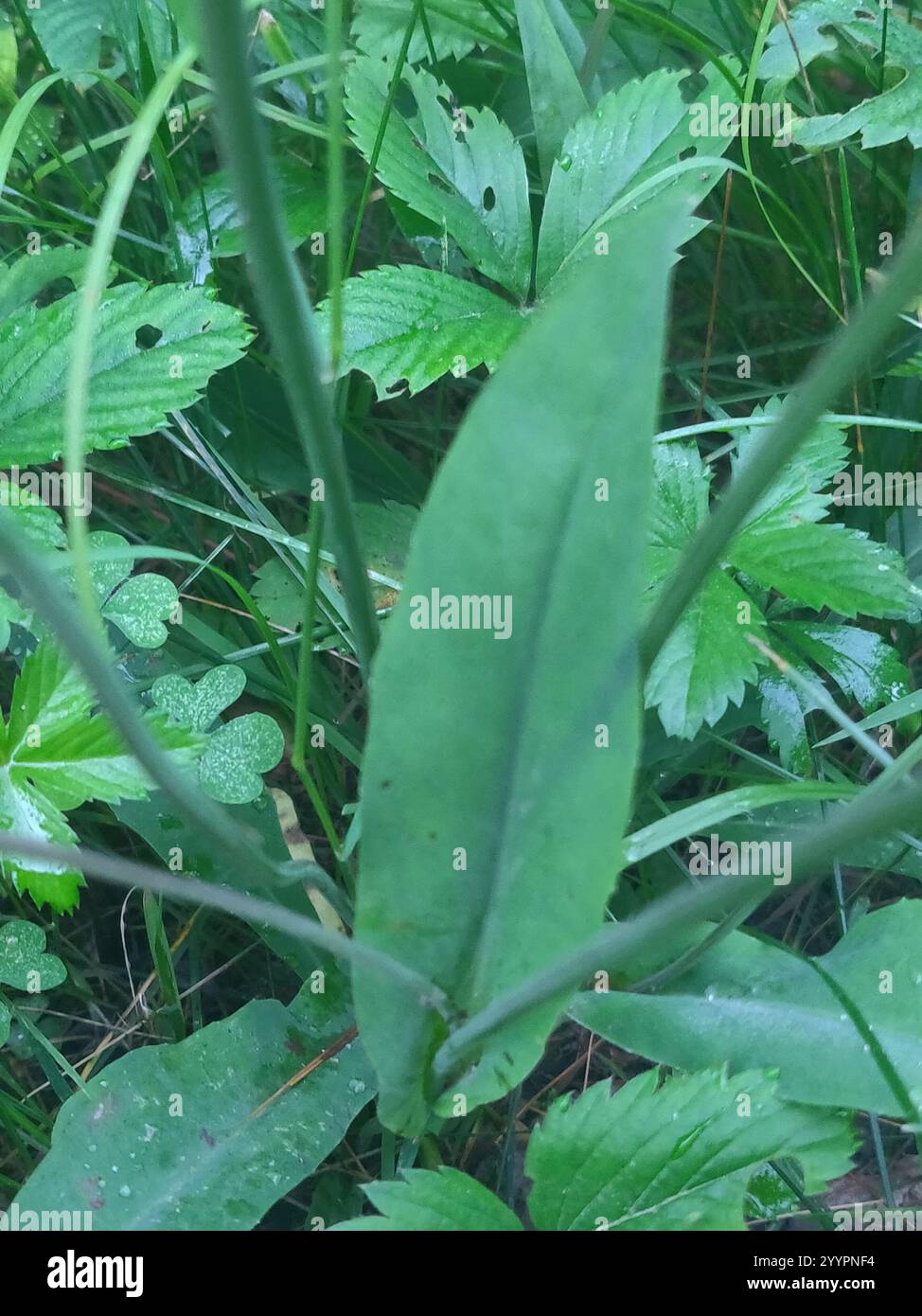 Two flower dwarf dandelion hi-res stock photography and images - Alamy