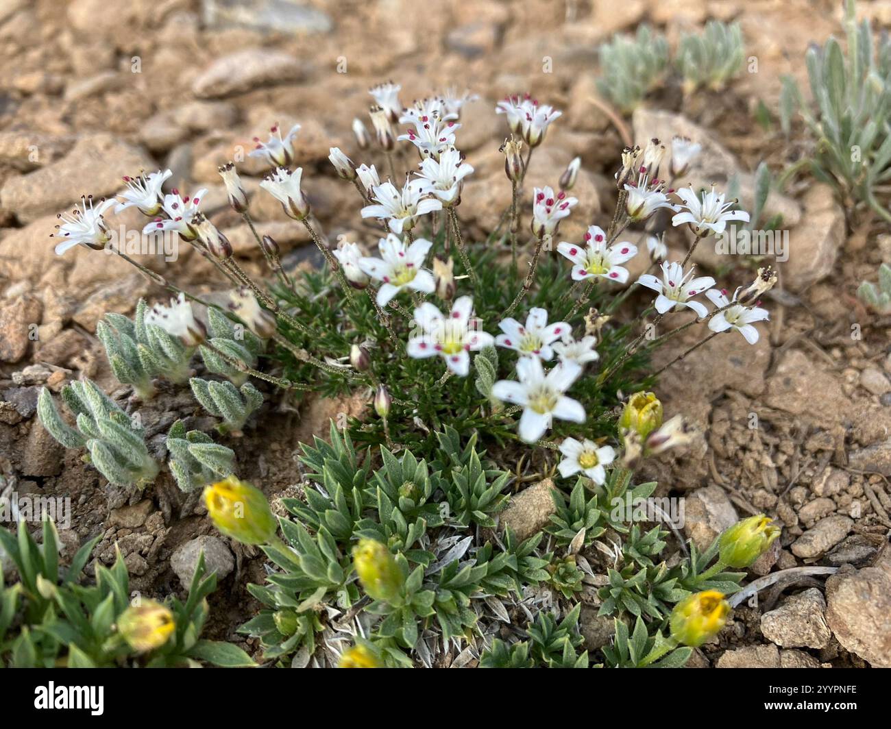 (Eremogone kingii compacta Stock Photo - Alamy