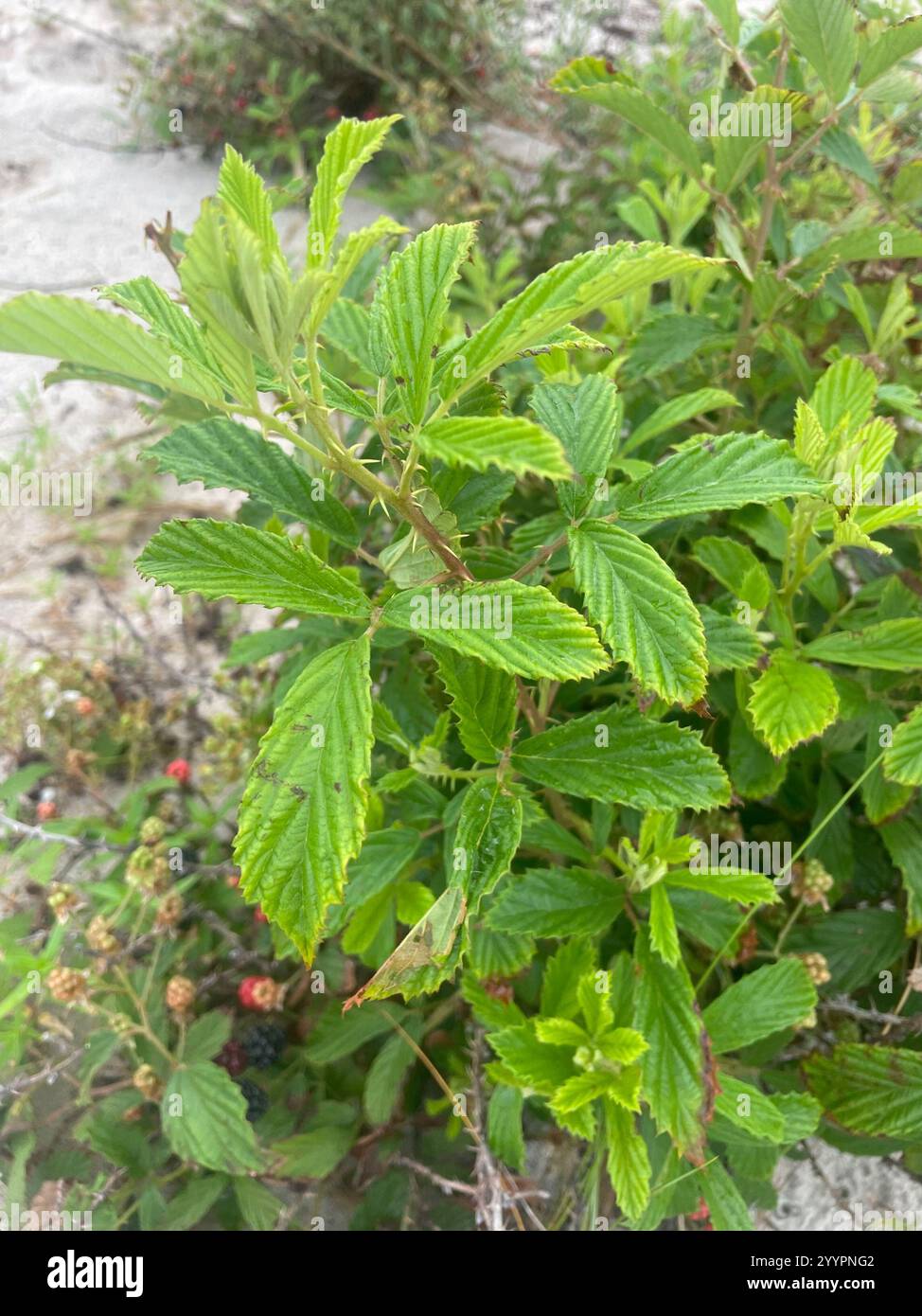 Rubus cuneifolius hi-res stock photography and images - Alamy