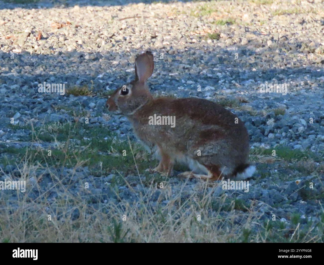 Eastern Cottontail (Sylvilagus floridanus Stock Photo - Alamy