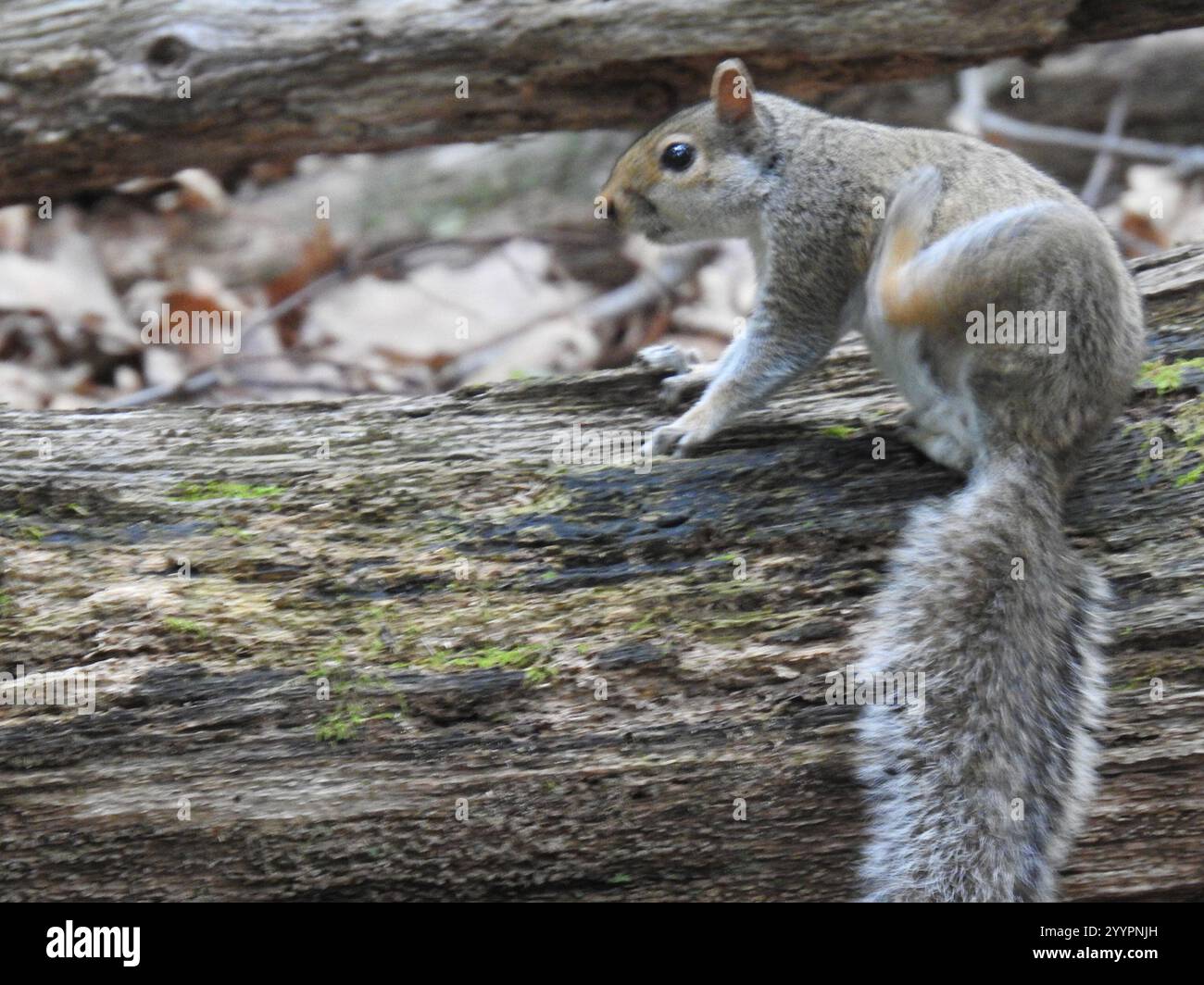 Eastern Gray Squirrel (Sciurus carolinensis Stock Photo - Alamy
