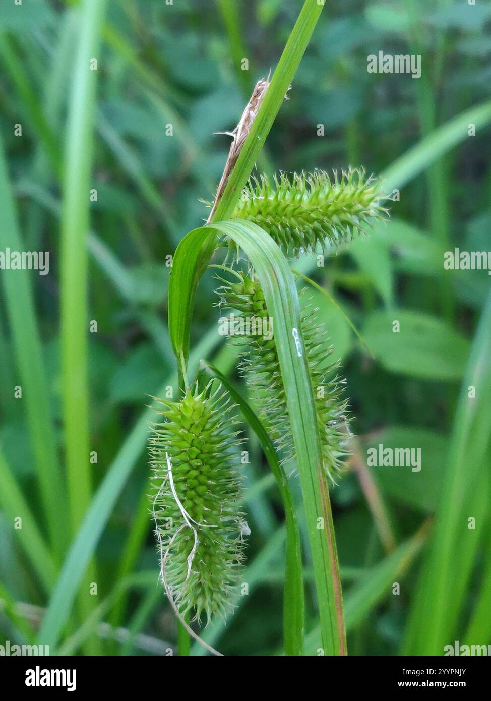 Carex comosa hi-res stock photography and images - Alamy