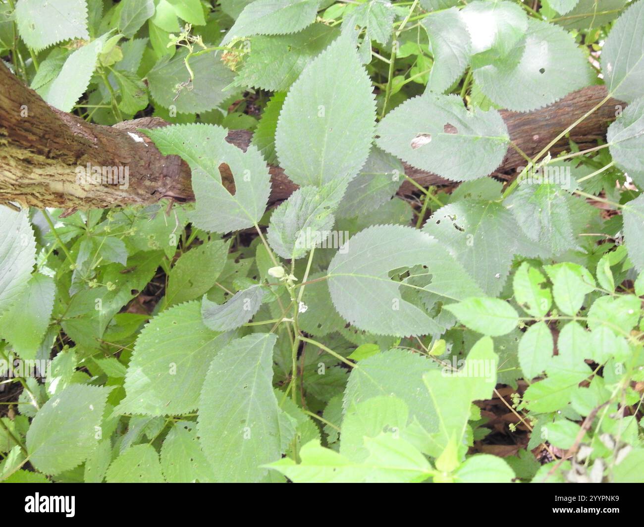 wood nettle (Laportea canadensis Stock Photo - Alamy